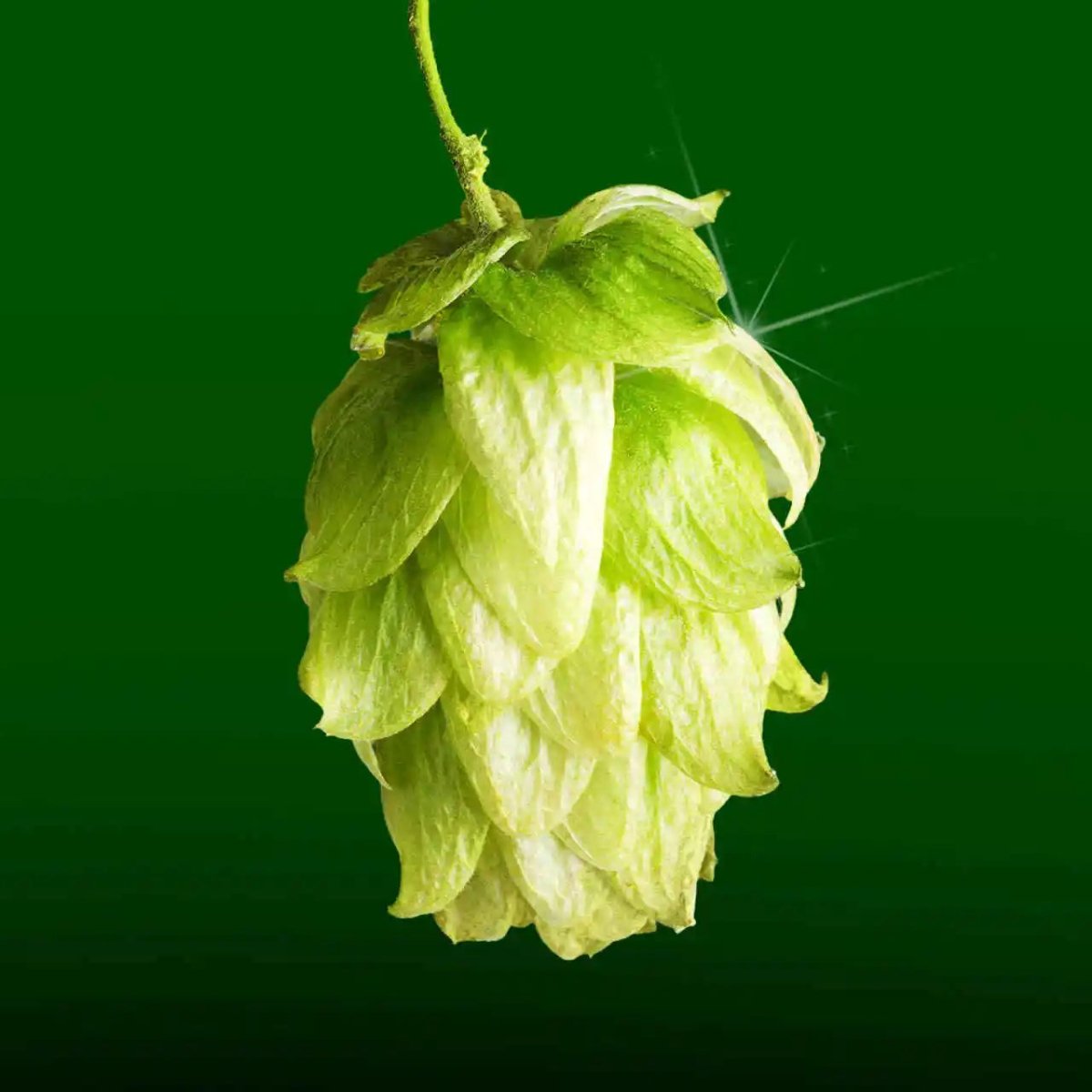 Hops Products: Relaxation & Sleep Solutions – RightNutri-Supplements