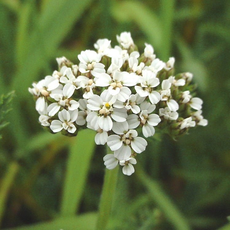 Yarrow Products: Uses & Benefits – RightNutri-Supplements
